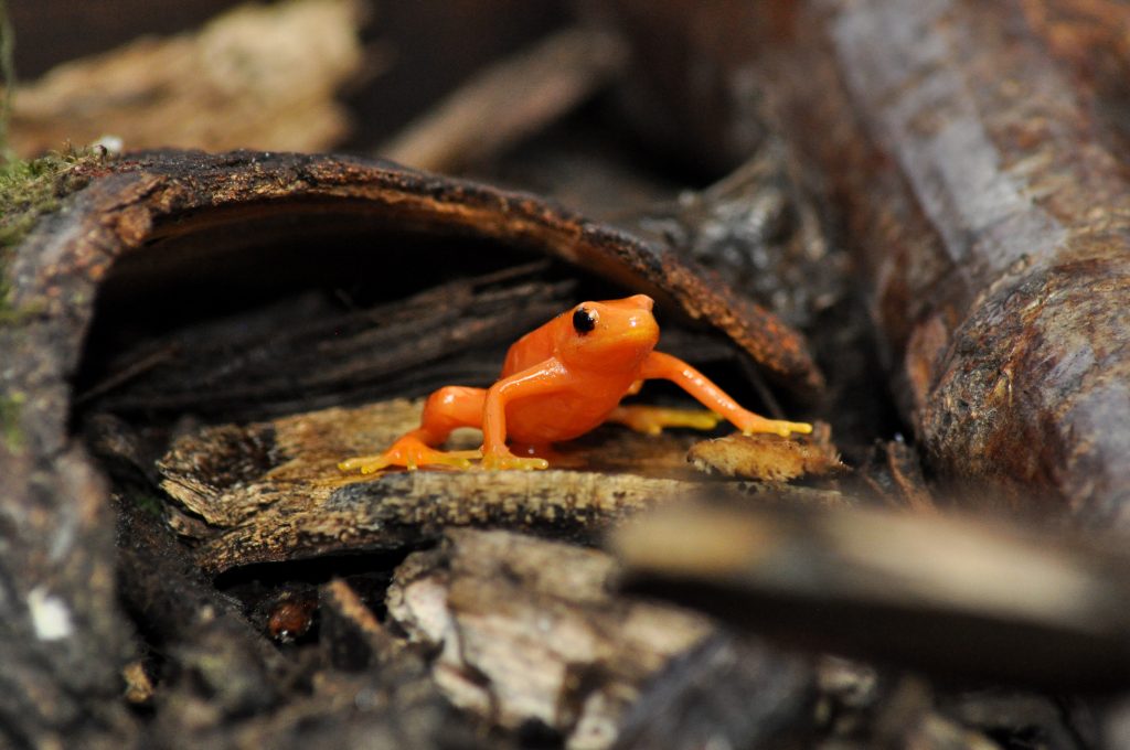 Golden Mantella Frog Diorama - Norse Sky - Set Builders & Prop Makers