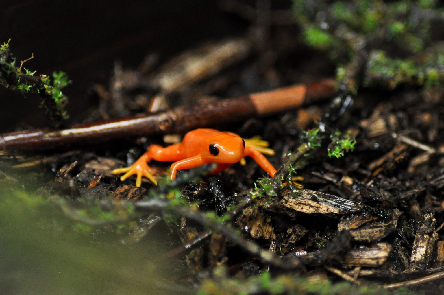 Golden Mantella Frog Diorama - Norse Sky - Set Builders & Prop Makers