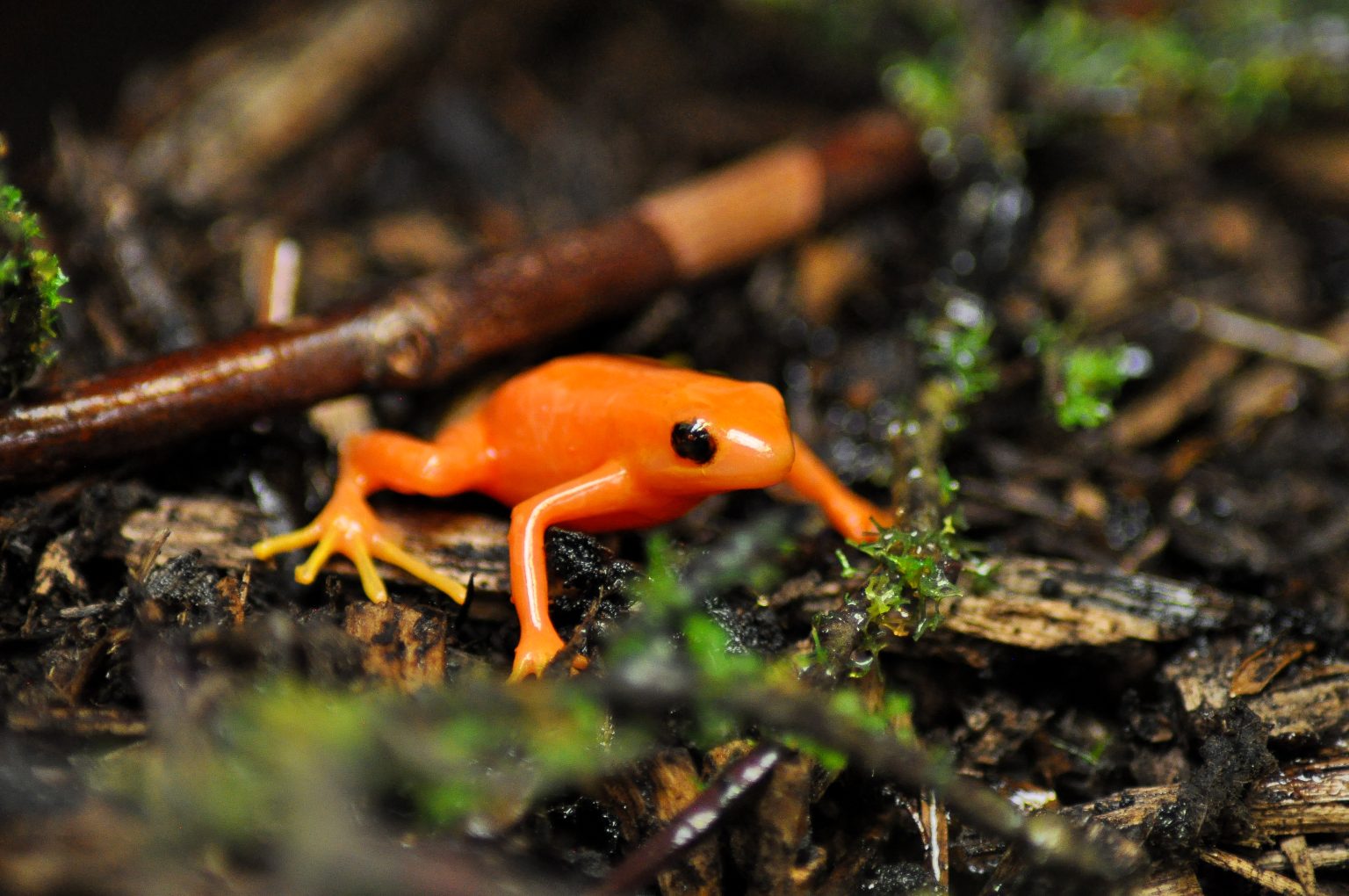 Golden Mantella Frog Diorama - Norse Sky - Set Builders & Prop Makers